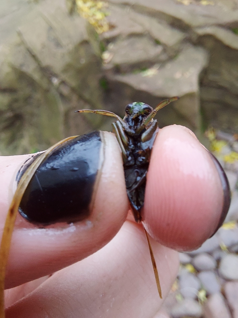 Eurasian Greater Water Boatman from Watchet TA23 0QB, UK on October 21 ...