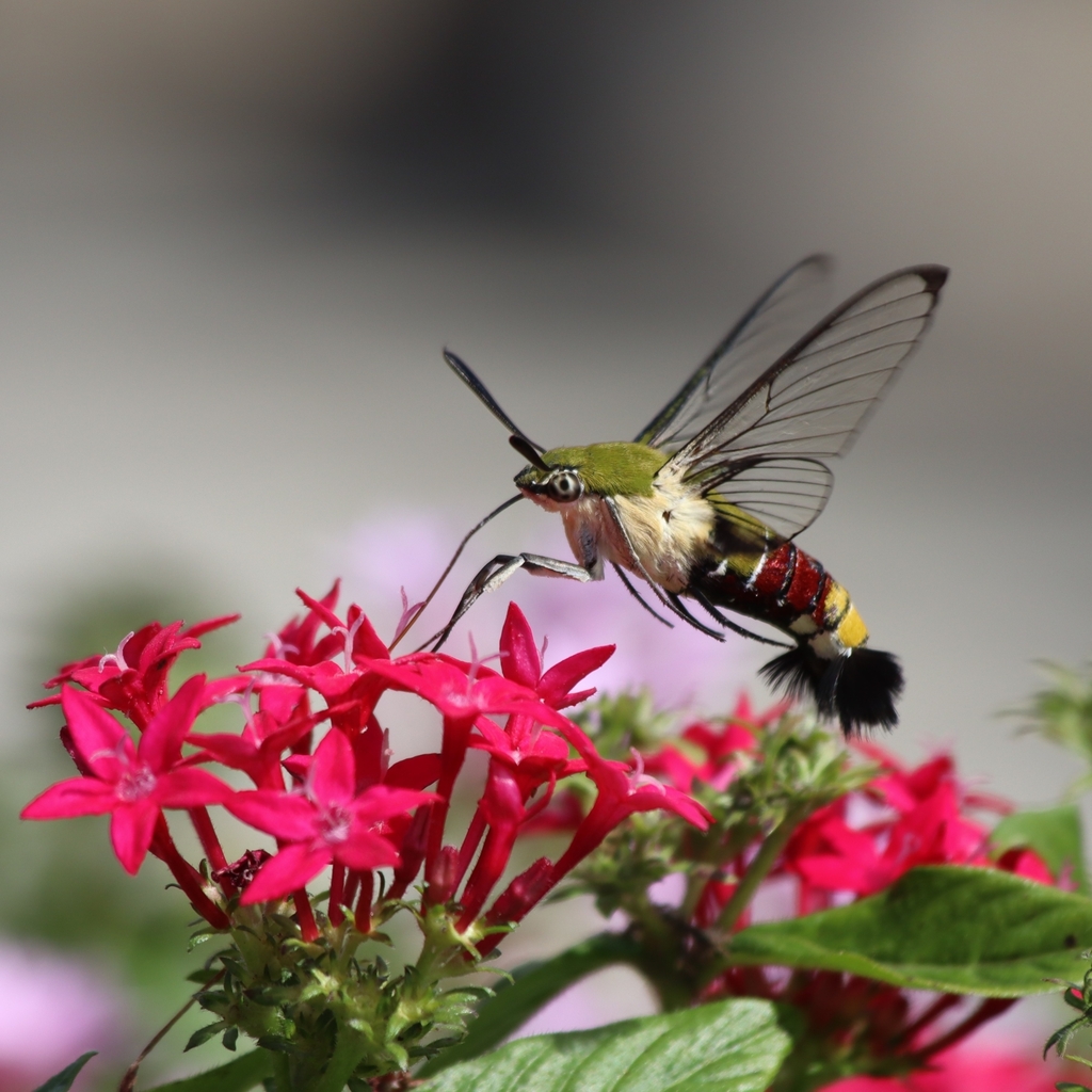 Cephonodes hylas hylas from 131-0045, Japan on October 20, 2024 at 08: ...