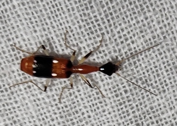 Ophionea indica from J9G5+GFH, Nagajanka Grant, Bosabehari Gaon, Assam ...