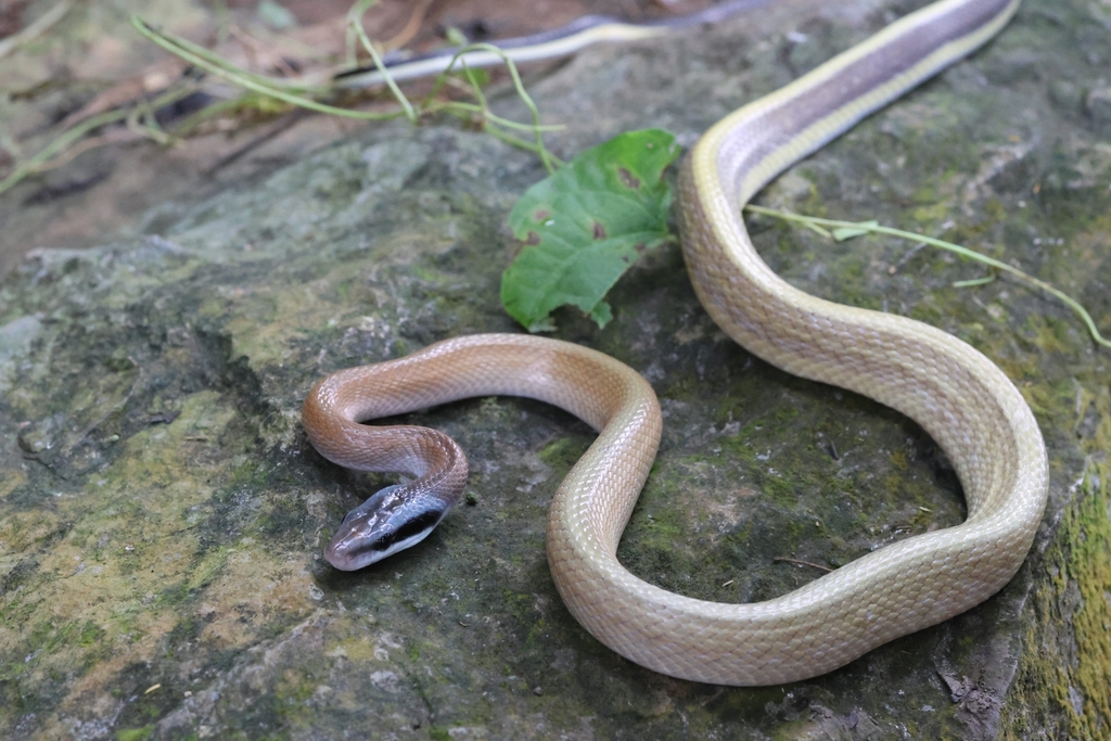 Ridley's Cave Racer from ศาลาหลวงด้วง ประเทศไทย on October 19, 2024 at ...