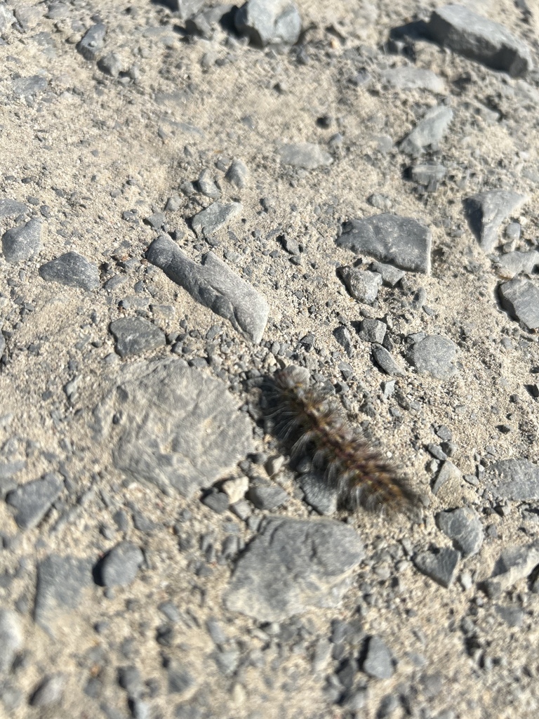 Paracles deserticola from Cape Flats Nature Reserve, Bellville, WC, ZA ...