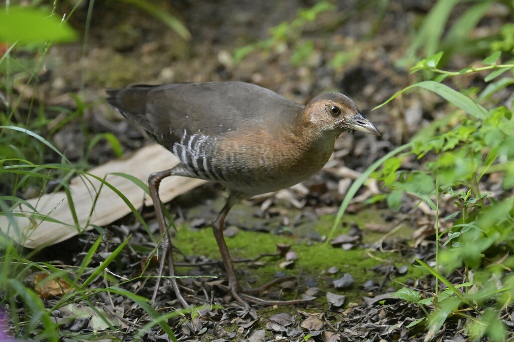 Band-bellied Crake in October 2024 by Go herping · iNaturalist