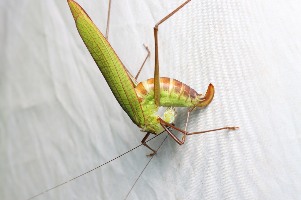 Elimaea fallax from 대한민국 경상남도 산청군 시천면 세석길 217-14 on October 18, 2024 at ...