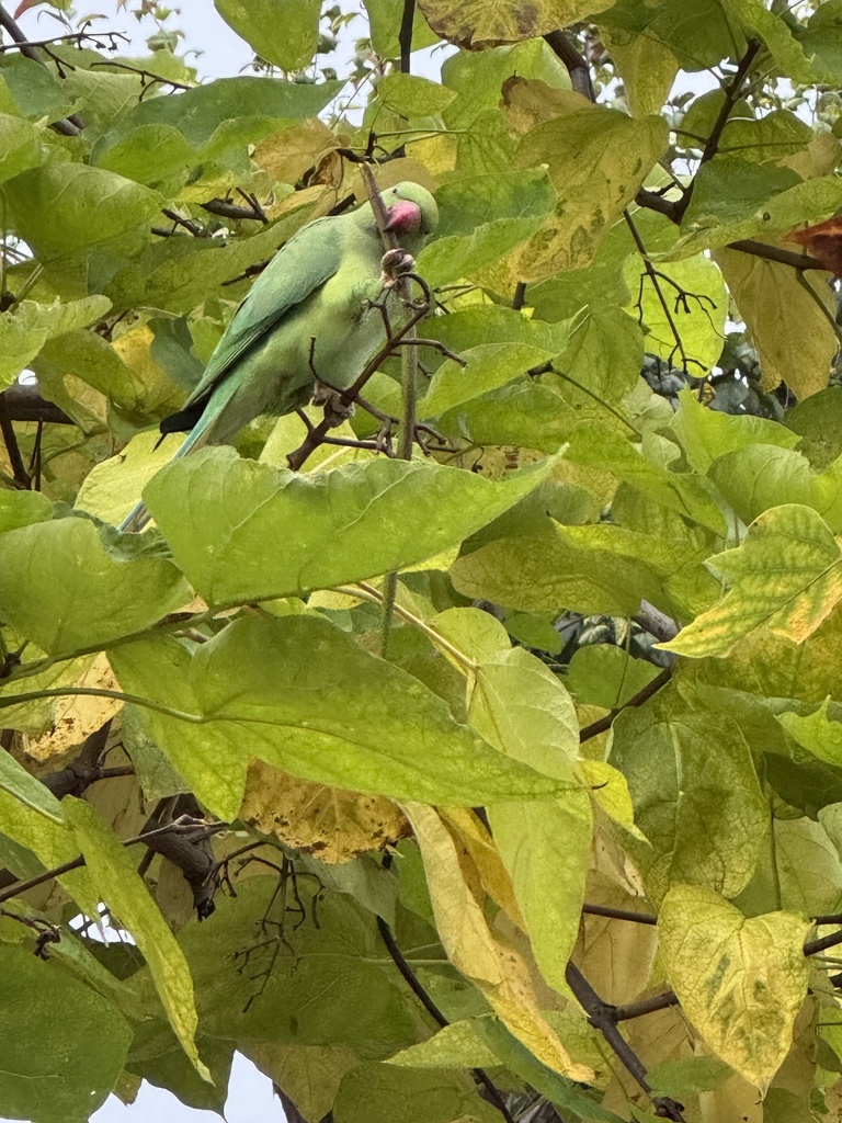 Rose-ringed Parakeet from Pasley Close, London, England, GB on October ...