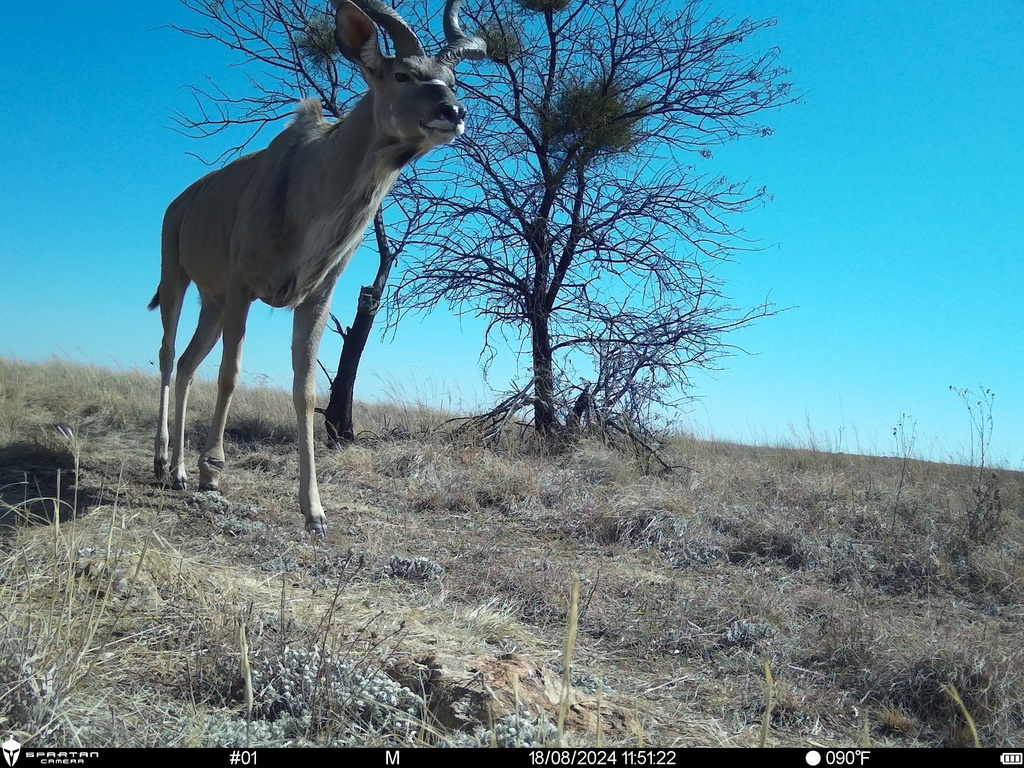 Southern Greater Kudu from Ngaka Modiri Molema District Municipality ...