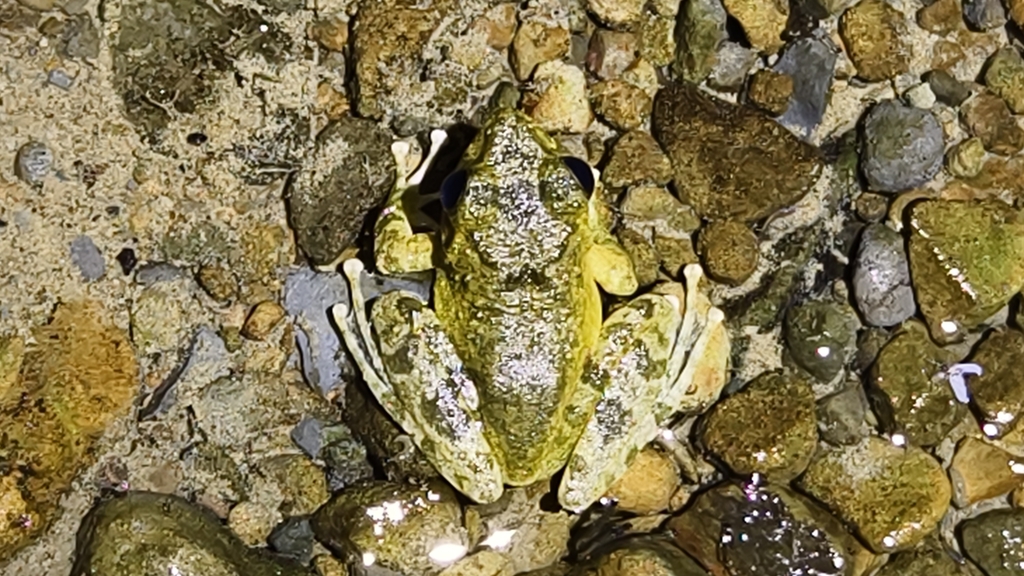 Yaeyama Kajika Frog from Nantou, TW-TA, TW on October 21, 2024 at 06:25 PM by 古國順 · iNaturalist