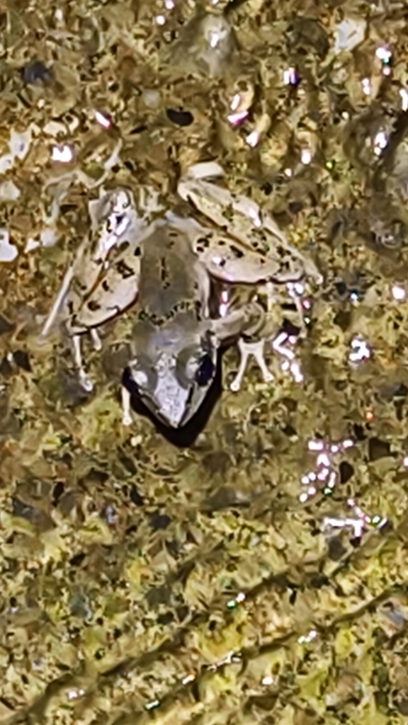Sauter's Brown Frog from Nantou, TW-TA, TW on October 21, 2024 at 06:28 PM by 古國順 · iNaturalist