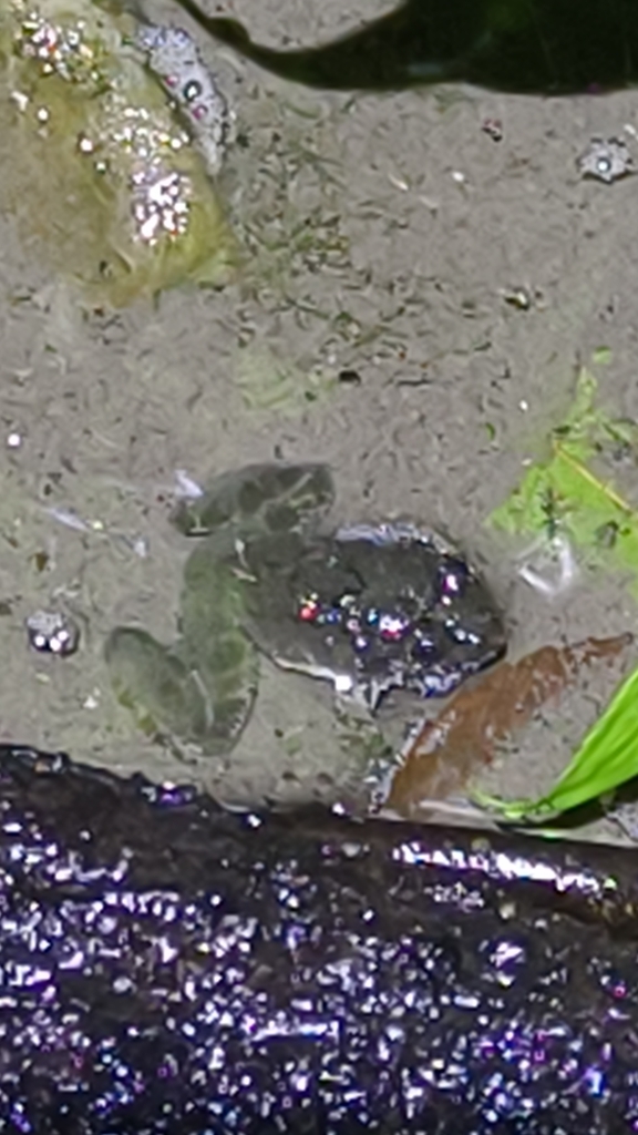 Fujian Large-headed Frog from Nantou, TW-TA, TW on October 21, 2024 at 06:34 PM by 古國順 · iNaturalist
