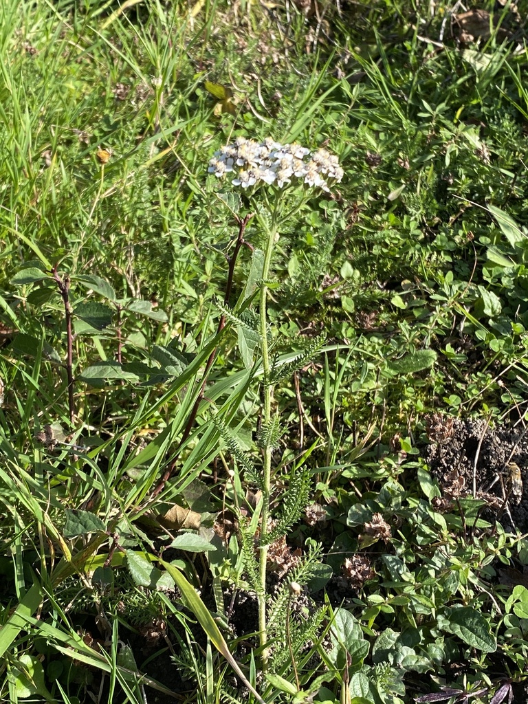 common yarrow from North Devon AONB, UK on October 21, 2024 at 04:06 PM ...