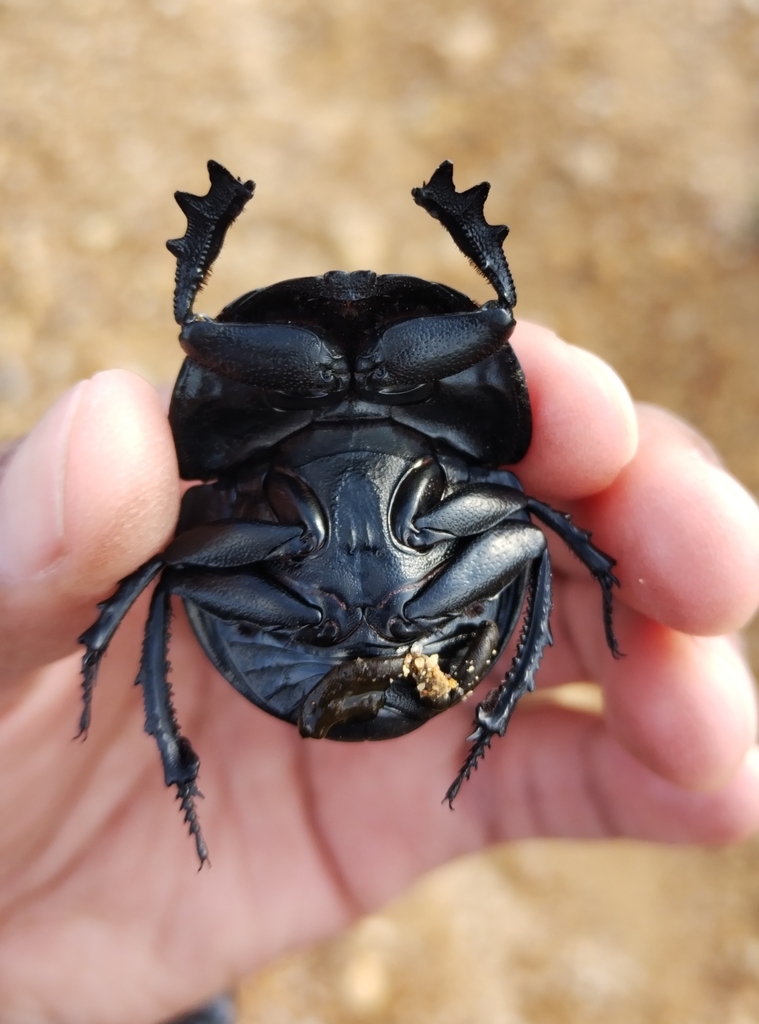 Cape Flightless Dung Beetle from Overstrand Local Municipality, South ...