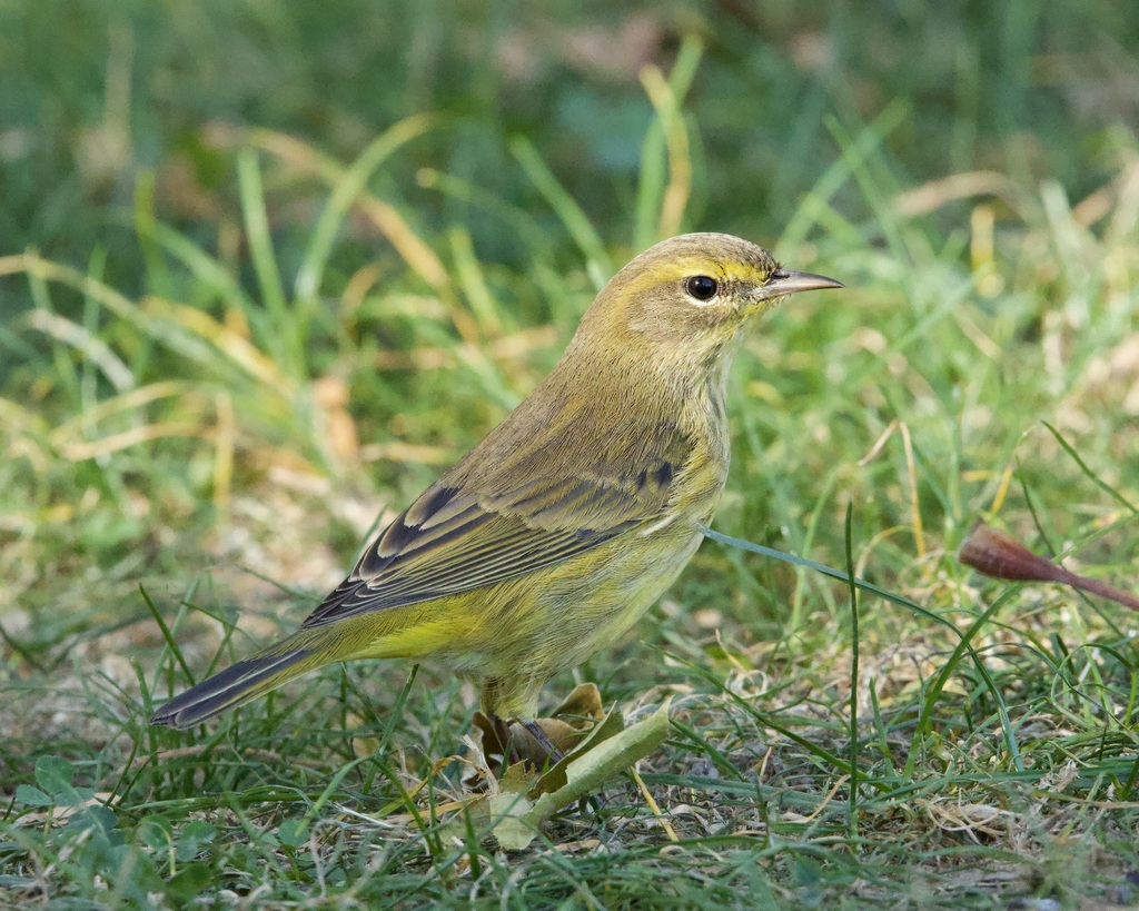 Palm Warbler from Manhattan, New York, NY, USA on October 21, 2024 at ...