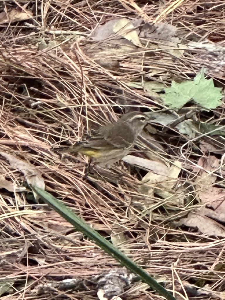 Palm Warbler from Ortiz Ave, Fort Myers, FL, US on October 19, 2024 at ...