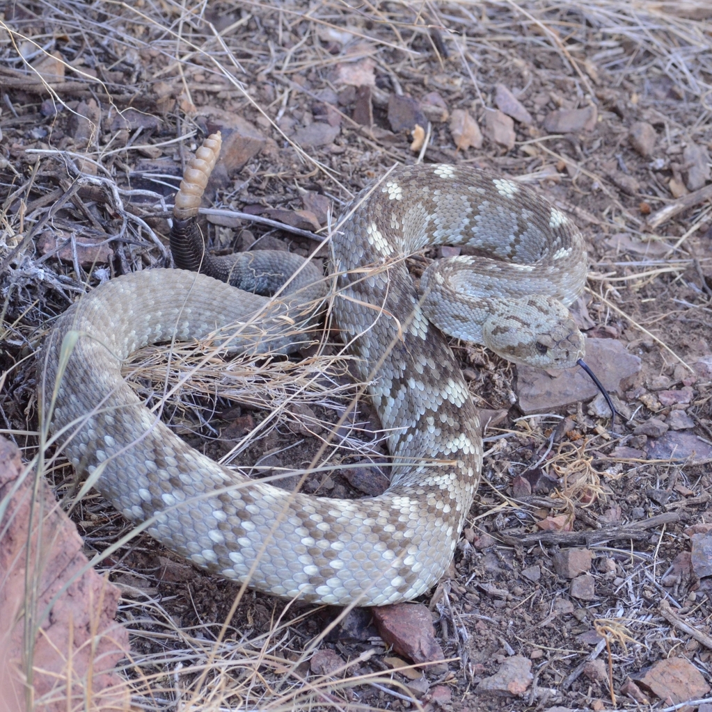 Eastern Black-tailed Rattlesnake from El Paso, TX 79904, USA on October ...