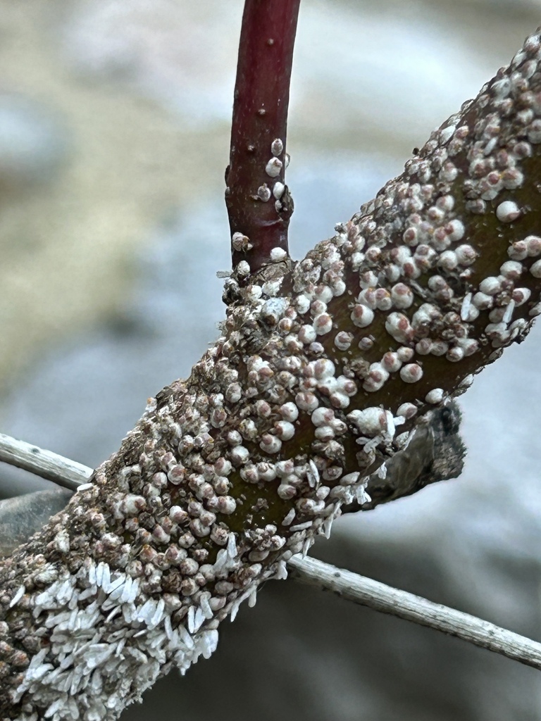 White Peach Scale from Last Raid Ln, Swoope, VA, US on October 11, 2024 ...