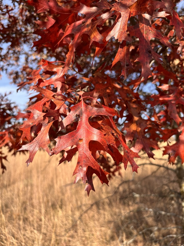 northern pin oak from Wild River State Park, Center City, MN, US on ...