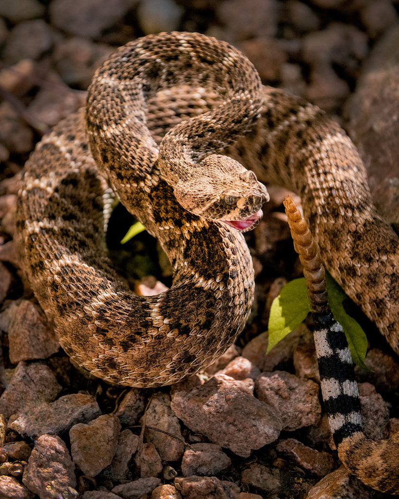 Western Diamond-backed Rattlesnake from Poway Rd, Poway, CA, US on ...