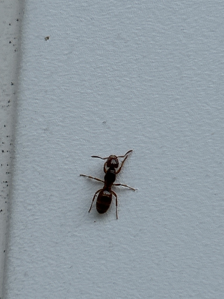 Citronella Ants, Fuzzy Ants, and Allies from Thornbrook Rd, Ellicott ...