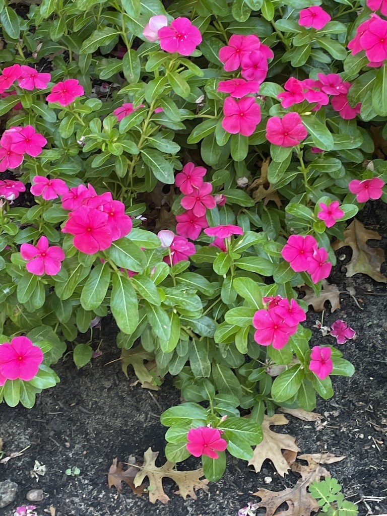 Periwinkle from Sam Houston State University, Huntsville, TX, US on ...