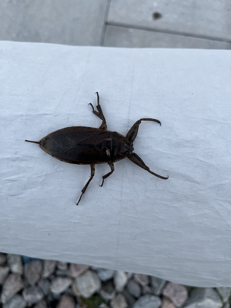 American Giant Water Bug from Alderdale Rd, Chisholm, ON, CA on October ...