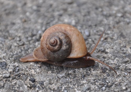 Cyclophorus turgidus · iNaturalist