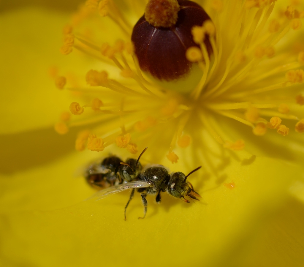 Mojave Poppy Bee in April 2024 by mckcolin · iNaturalist
