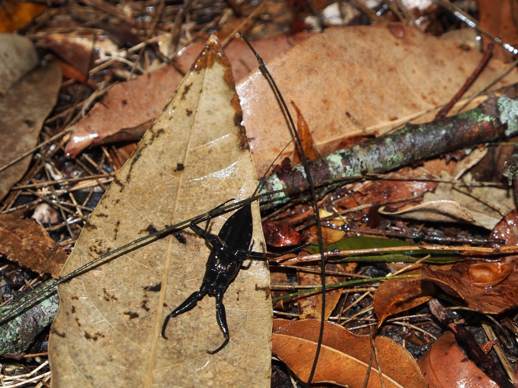 Laccotrephes tristis from Enoggera Reservoir QLD 4520, Australia on ...