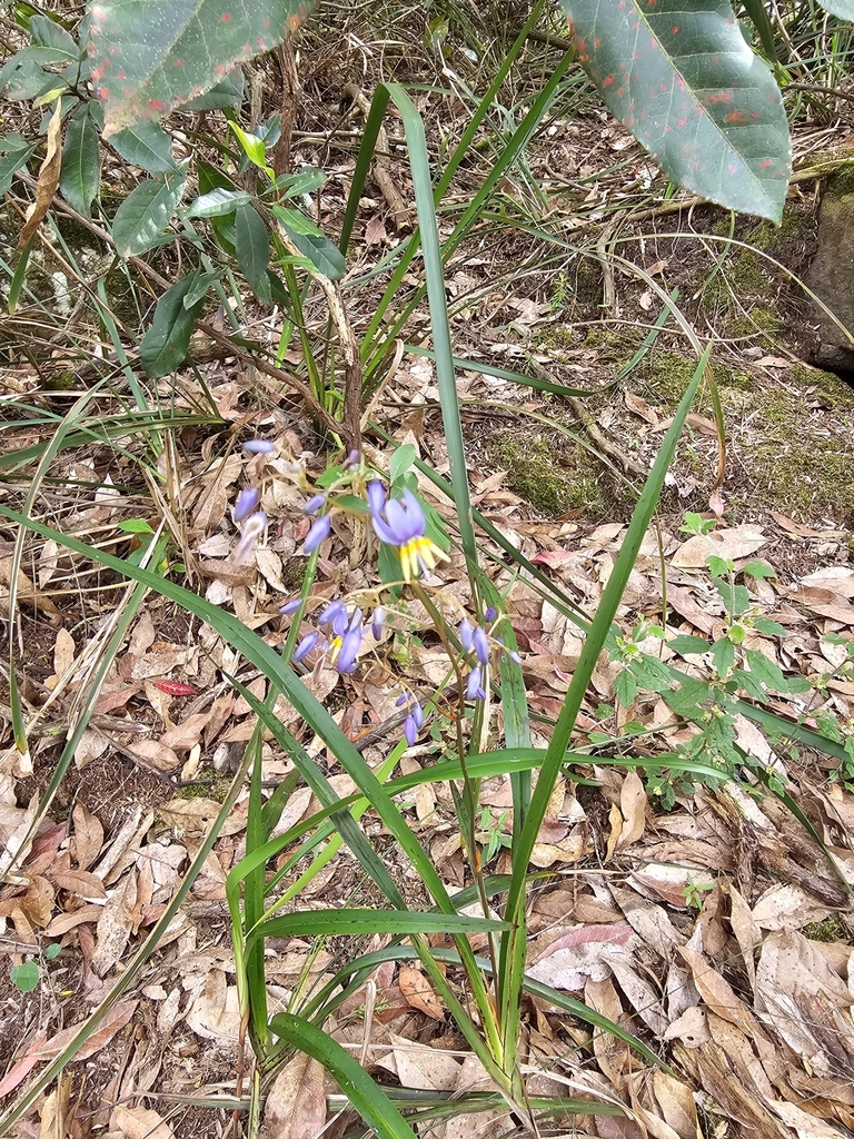 flax-lilies from Earlwood NSW 2206, Australia on October 22, 2024 at 10 ...