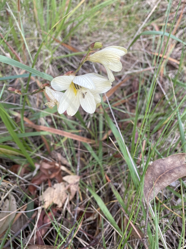 Lined Tritonia from Old Tanjil Rd, Willow Grove, VIC, AU on October 22 ...