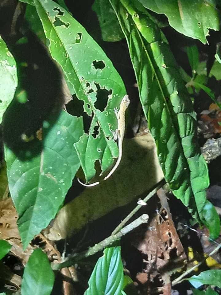 Brown-eared Anole from 17000, Perú on October 21, 2024 at 08:14 PM by ...