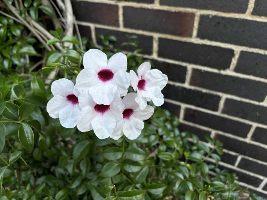 Bower Plant from Bourke St, Redfern, NSW, AU on October 21, 2024 at 06: ...