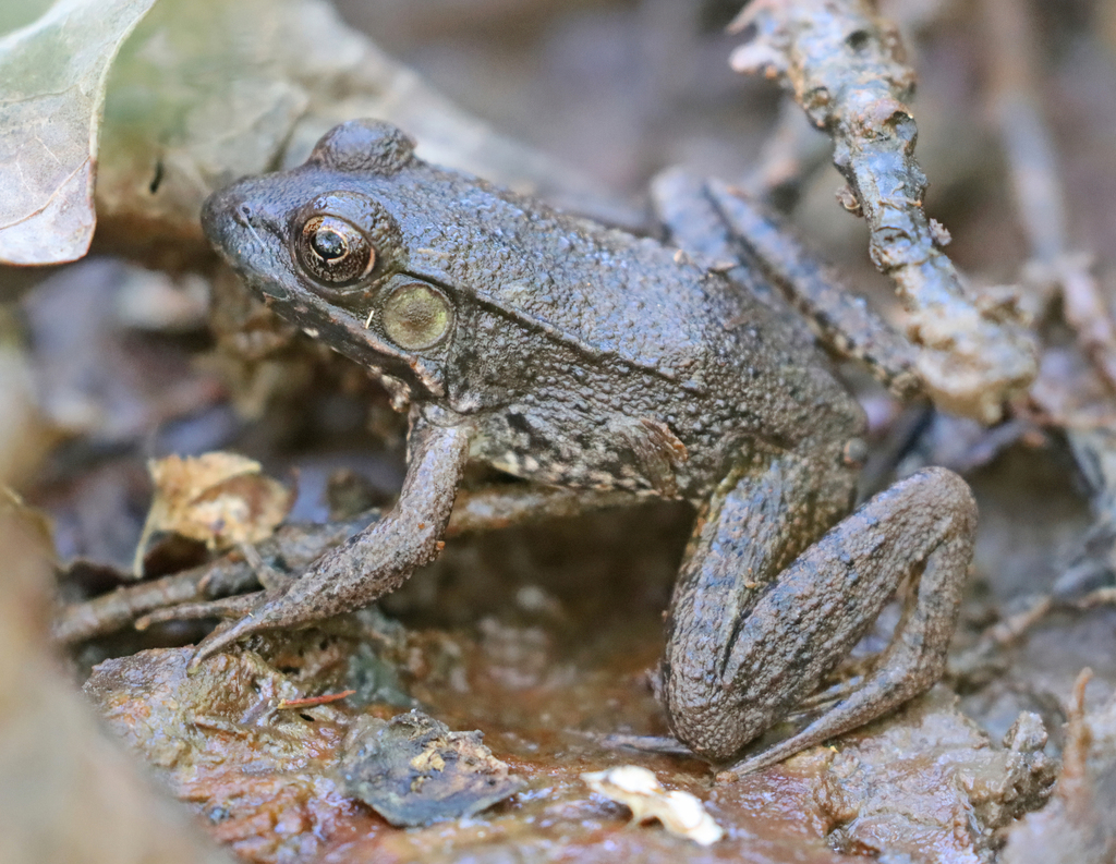 Green Frog from Bluff Springs, FL 32535, USA on October 17, 2024 at 02: ...