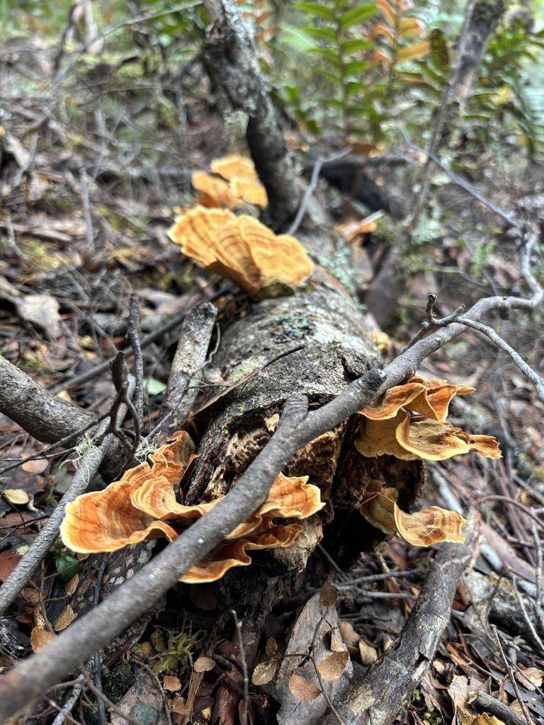 False Turkey-Tail from Lake Chisholm Forest Reserve, West Coast, TAS ...