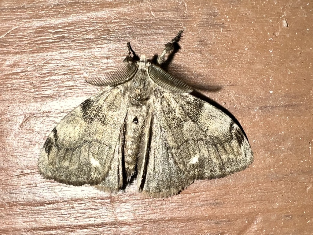 White-marked Tussock Moth from Black Oak Ridge Rd, Port Matilda, PA, US ...