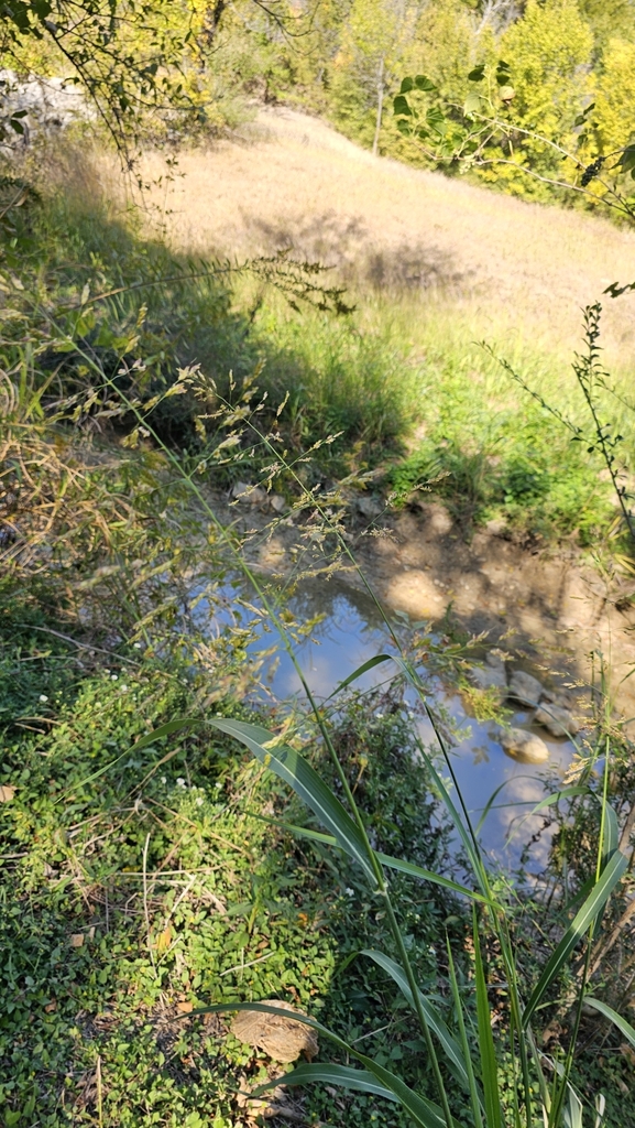 Johnson grass from Como, Fort Worth, TX 76107, USA on October 21, 2024 ...