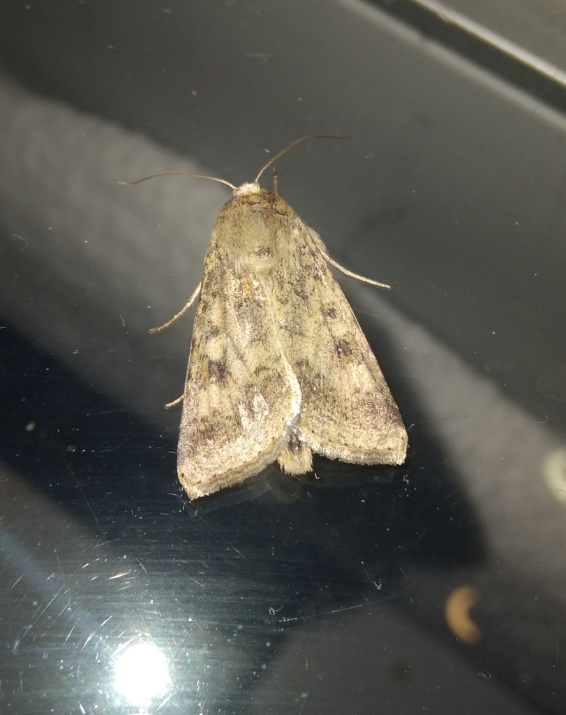 Cotton Bollworm Moth from 17490 Llançà, Girona, España on October 22 ...