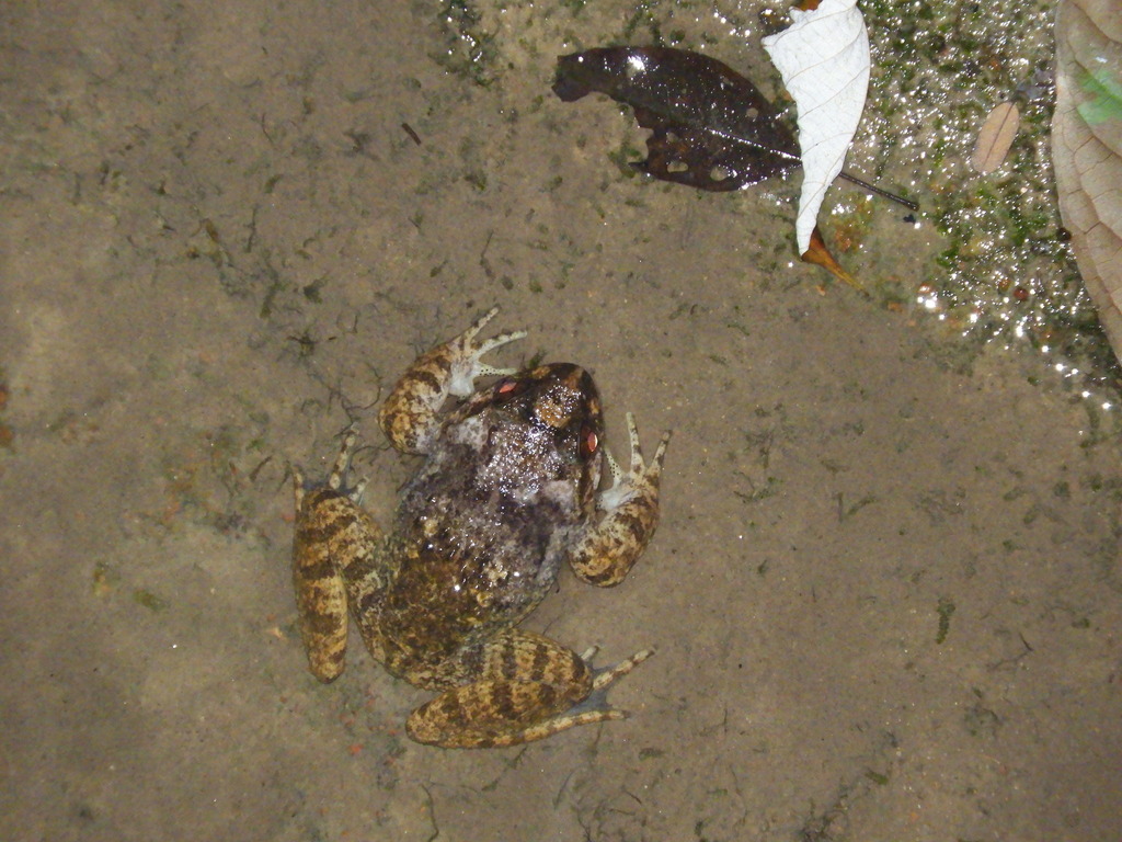 Lesser Spiny Frog from Lung Fu Shan, Hong Kong on October 19, 2024 at ...