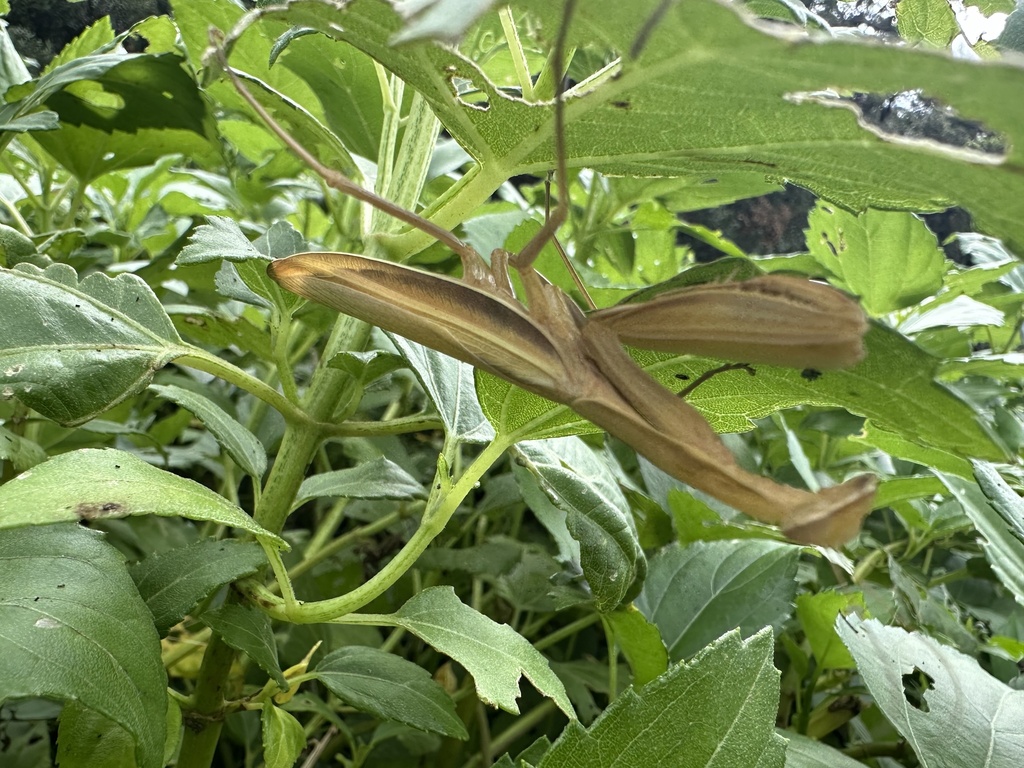 European Mantis in October 2024 by marsrevolt · iNaturalist