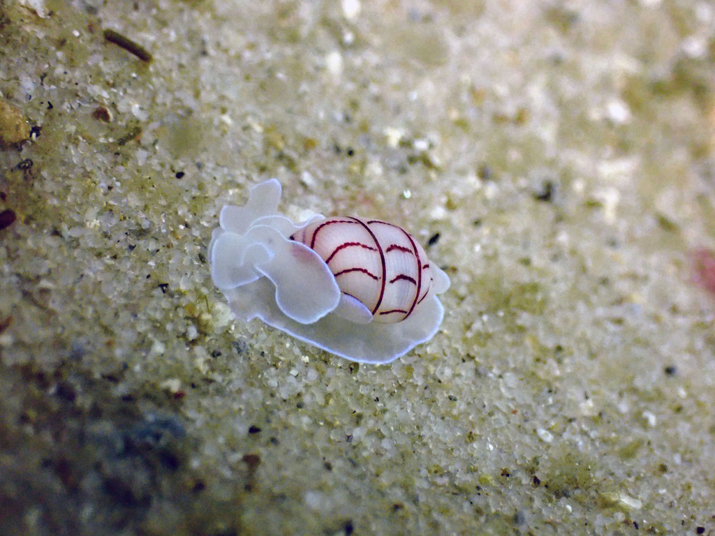Red-lined Bubble Snail from Little Beach on October 21, 2024 at 12:08 ...