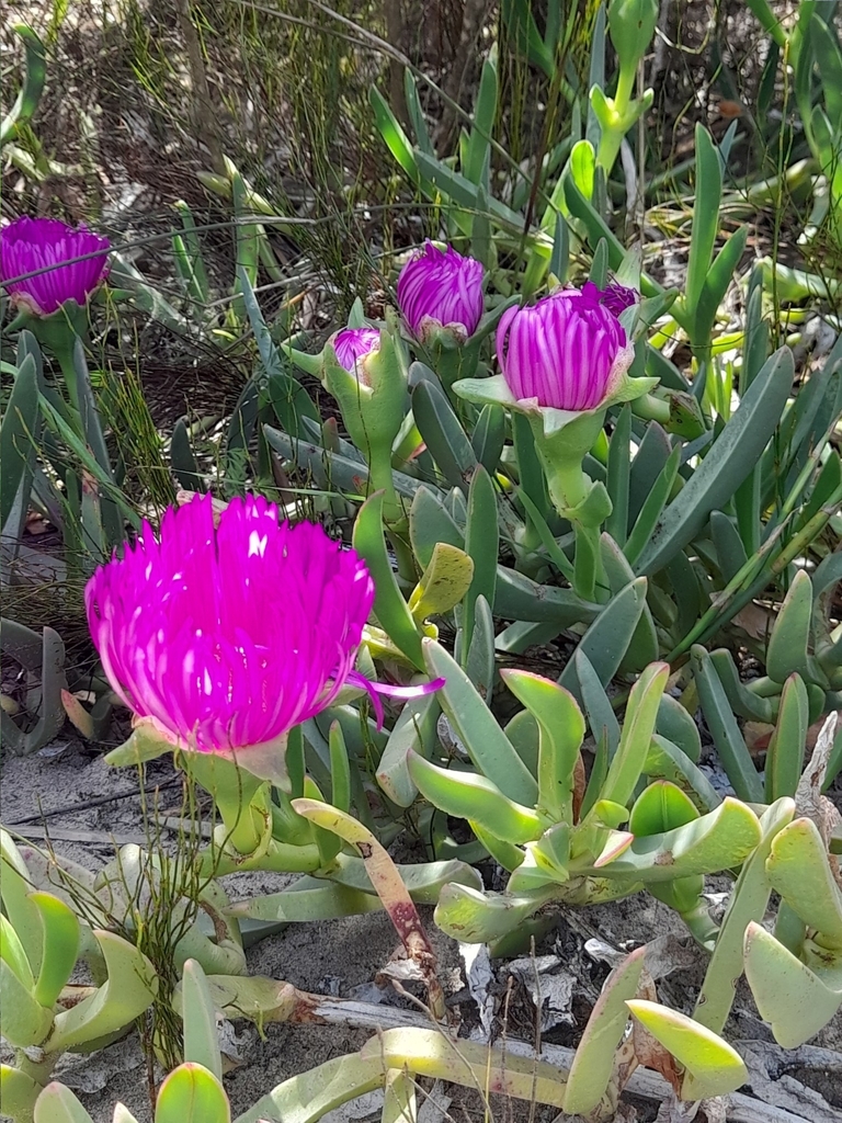 Sally-my-handsome from Cape Flats Nature Reserve on October 17, 2024 at ...