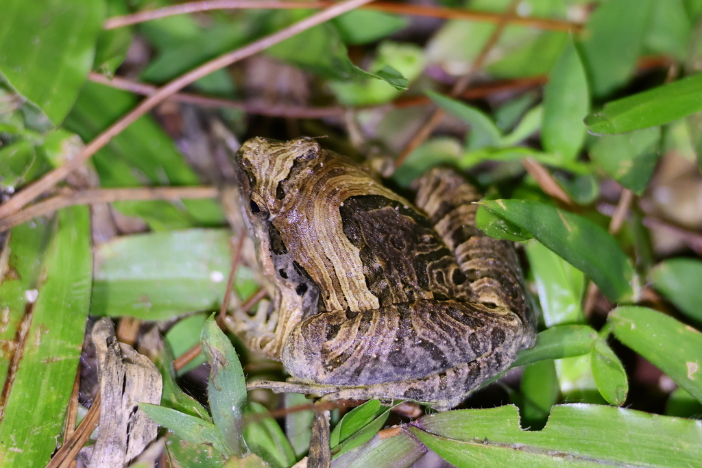 Beautiful Pygmy Frog from 中国广西壮族自治区北海市银海区冠头岭 on October 19, 2024 at 08: ...