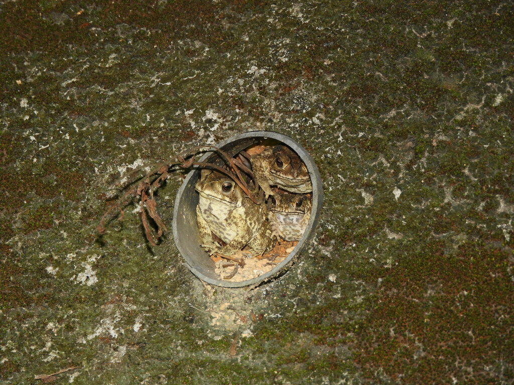 Asian Common Toad from Quarry Bay, Hong Kong on October 21, 2024 at 10: ...