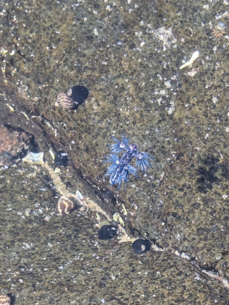 Glaucilla bennettae from Bawley Point NSW 2539, Australia on October 14 ...
