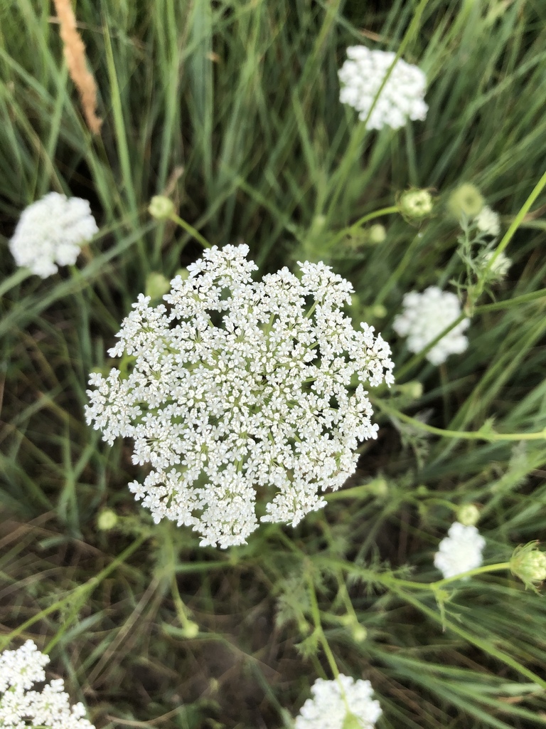wild carrot from Constanţa, , Constanţa, RO on July 09, 2019 at 02:46 ...