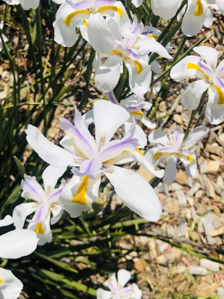 Large Fortnight Lily from Jack Muller and Danie Uys Park, Bellville, WC ...