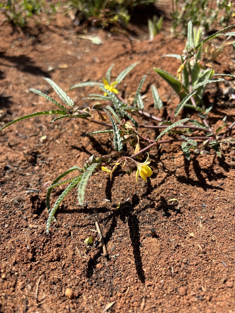 Gusha from University Of Pretoria, Pretoria, GP, ZA on October 1, 2024 ...