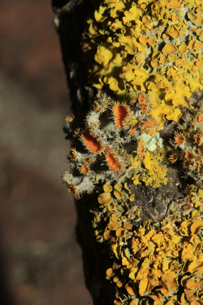 Golden-eye Lichen from Rondebosch, Cape Town, 7700, South Africa on ...