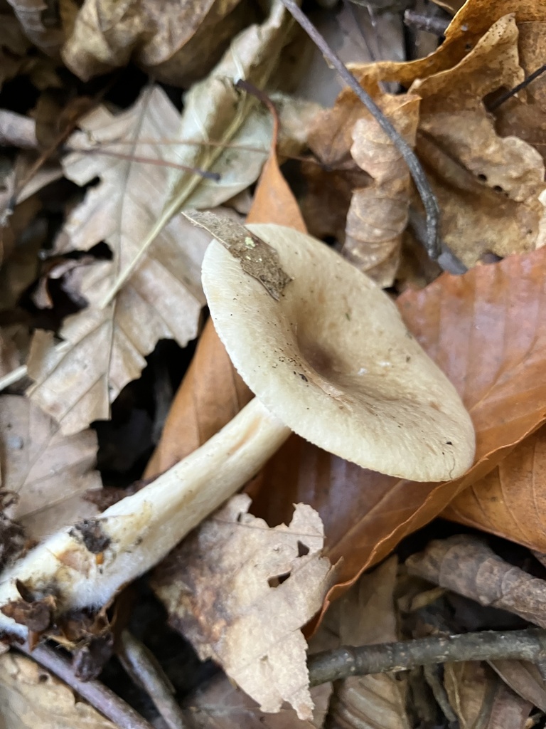 Gray Milkcap from Headwaters Conservation Park, Erie, PA, US on October ...