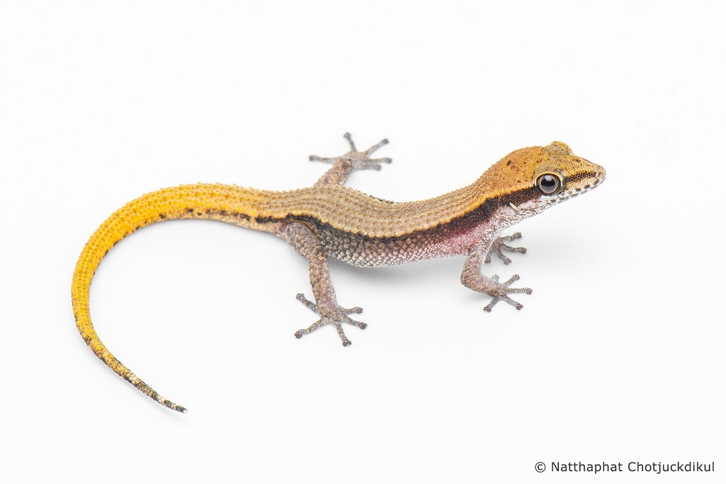 Black-spotted Leaf-toed Gecko from Cham Phak Phaeo, Kaeng Khoi District ...