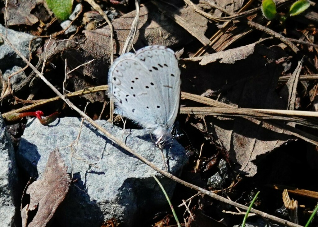 Celastrina argiolus ladonides from Kawaguchi, Fujikawaguchiko, Minamitsuru District, Yamanashi ...