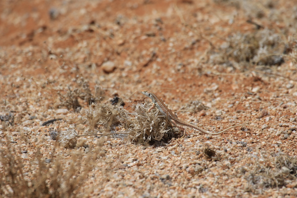Spotted Desert Lizard from Karas Region, Namibia on October 7, 2024 at ...